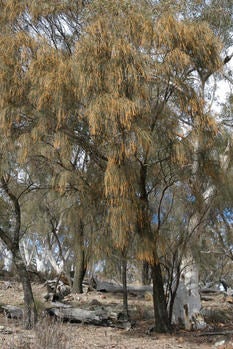 Allocasuarina verticillata - ‘Drooping She-Oak’ SALE | Nuthin' but Natives