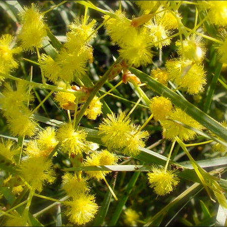Acacia iteaphylla - ‘Flinders Ranges Wattle’ | Nuthin' but Natives