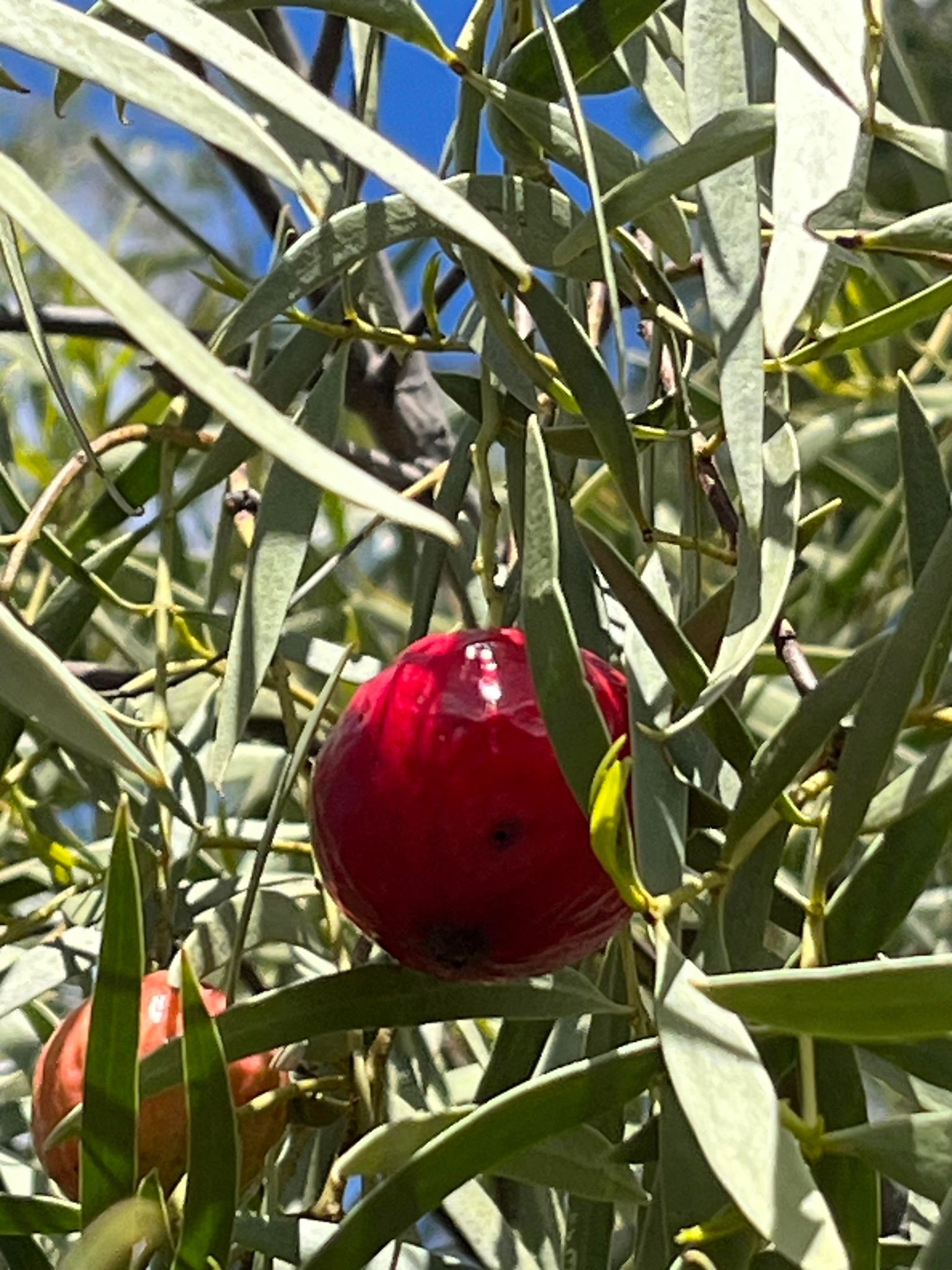 Santalum acuminatum - Quandong | Nuthin' but Natives