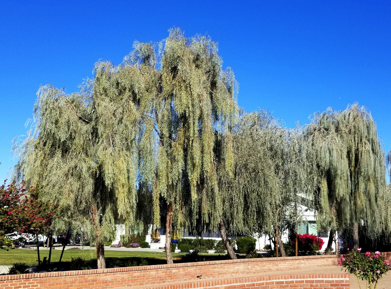 Acacia pendula - ‘Weeping Myall’ - 125mil pots | Nuthin' but Natives